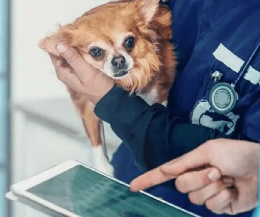 Veterinarian Perceptions of Animal Health Digitalization